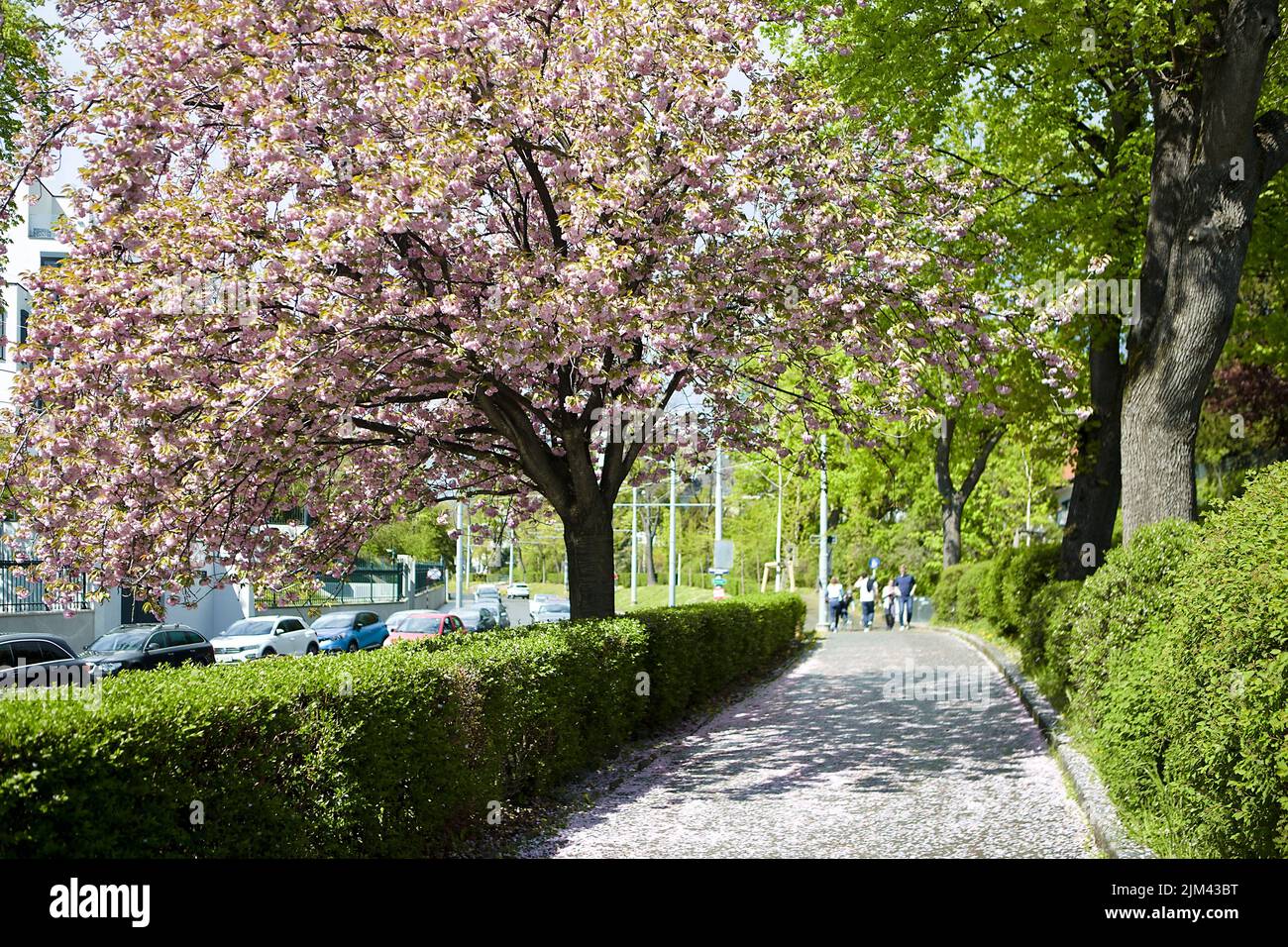 A beautiful cherry blossom tree on the side of a road next to a ...