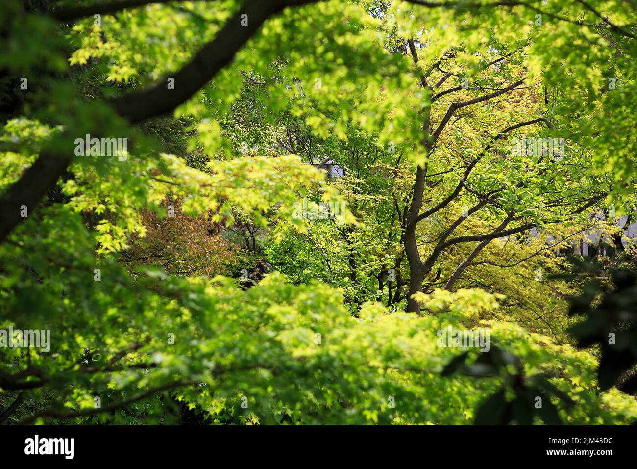 An evergreen trees in a beautiful Japanese garden Stock Photo - Alamy