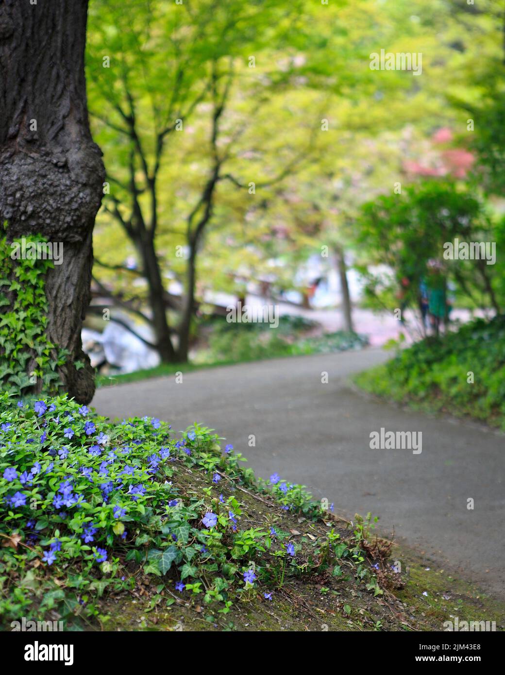 Beautiful shot japanese garden hi-res stock photography and images - Alamy