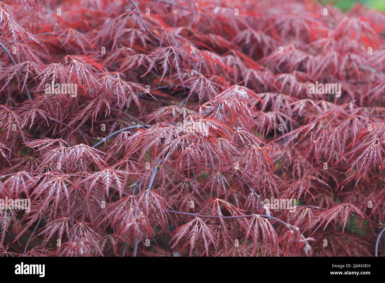 A closeup of pink Acer palmatum leaves Stock Photo - Alamy