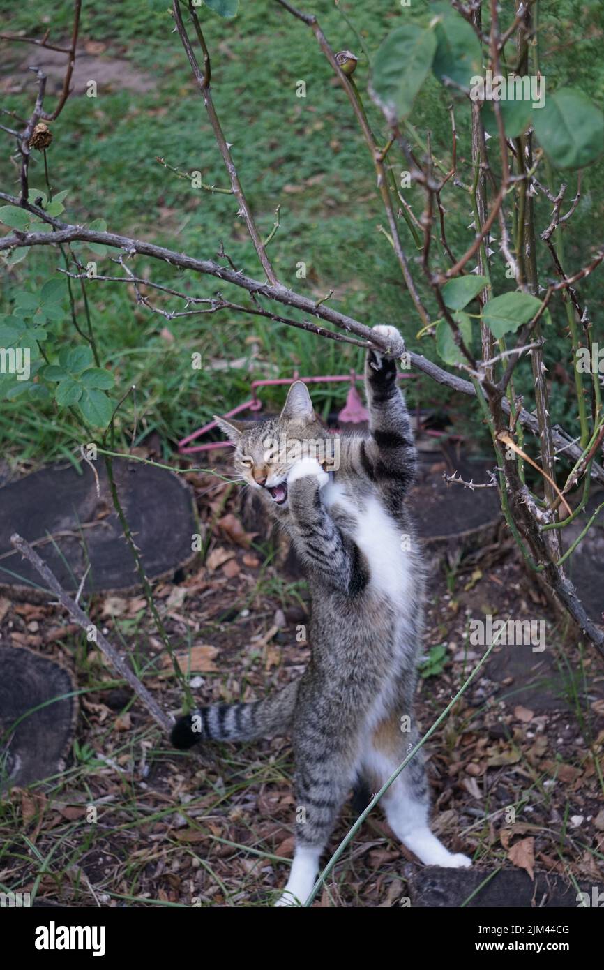 A vertical shot of a gray cat depending on the slender tree branch ...
