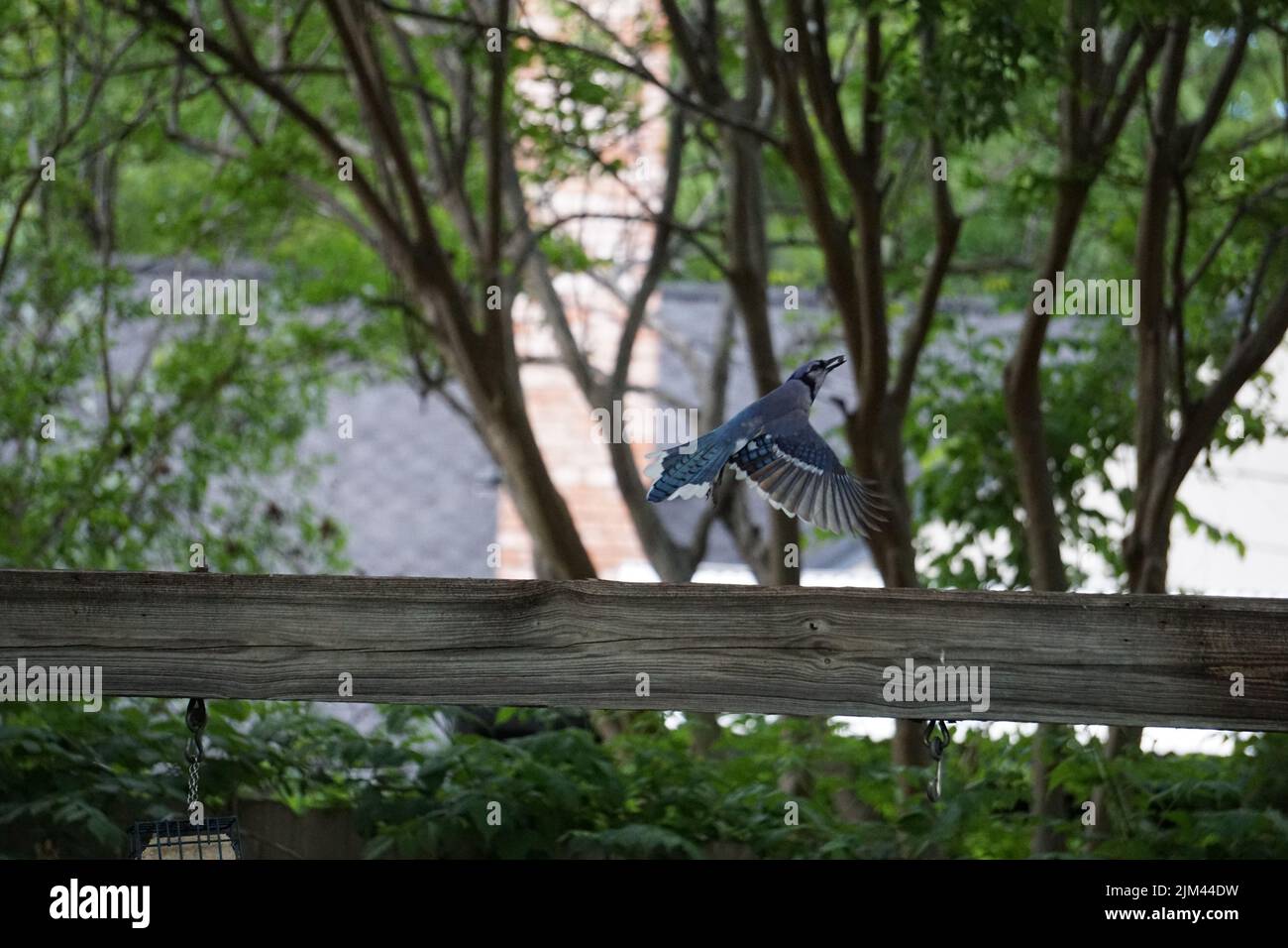 A flying bird who grabbed the food with his beak with trees on the ...