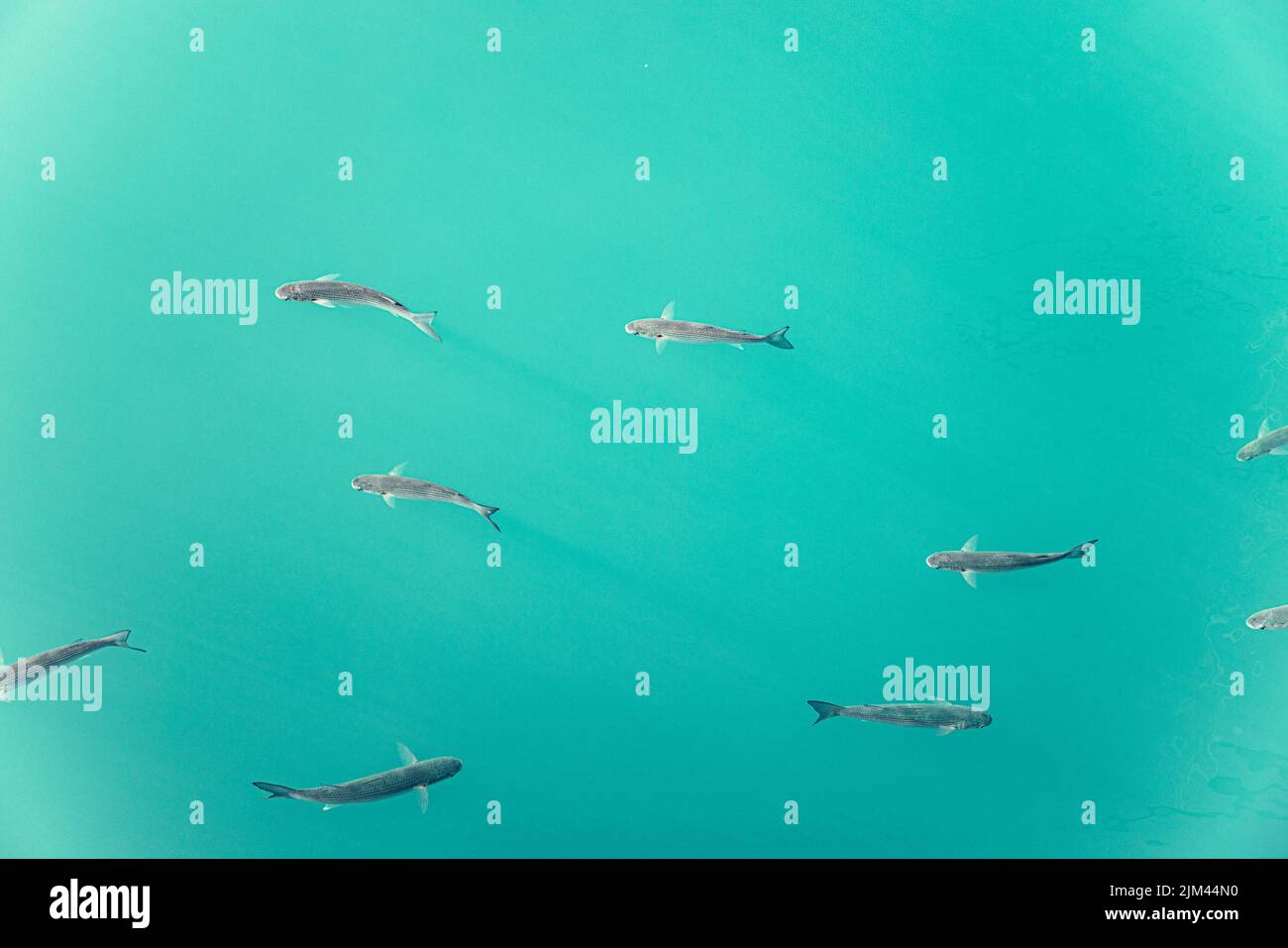 A closeup of multiple fishes swimming on a surface of the water Stock ...