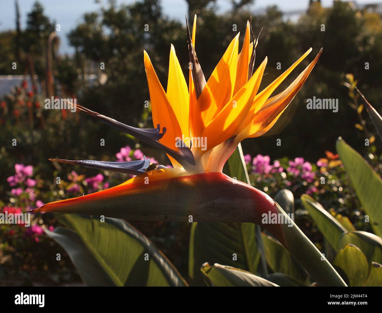 Crane flower plant hi-res stock photography and images - Alamy