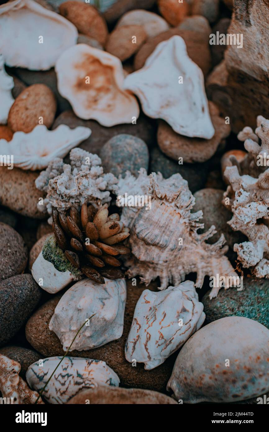 A vertical shot of seashells on the rocks Stock Photo - Alamy