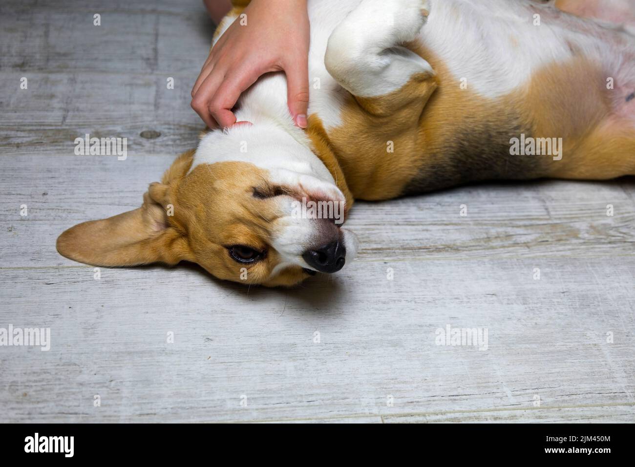 the owner strokes the beagle dog, the dog lies on his back and rejoices ...