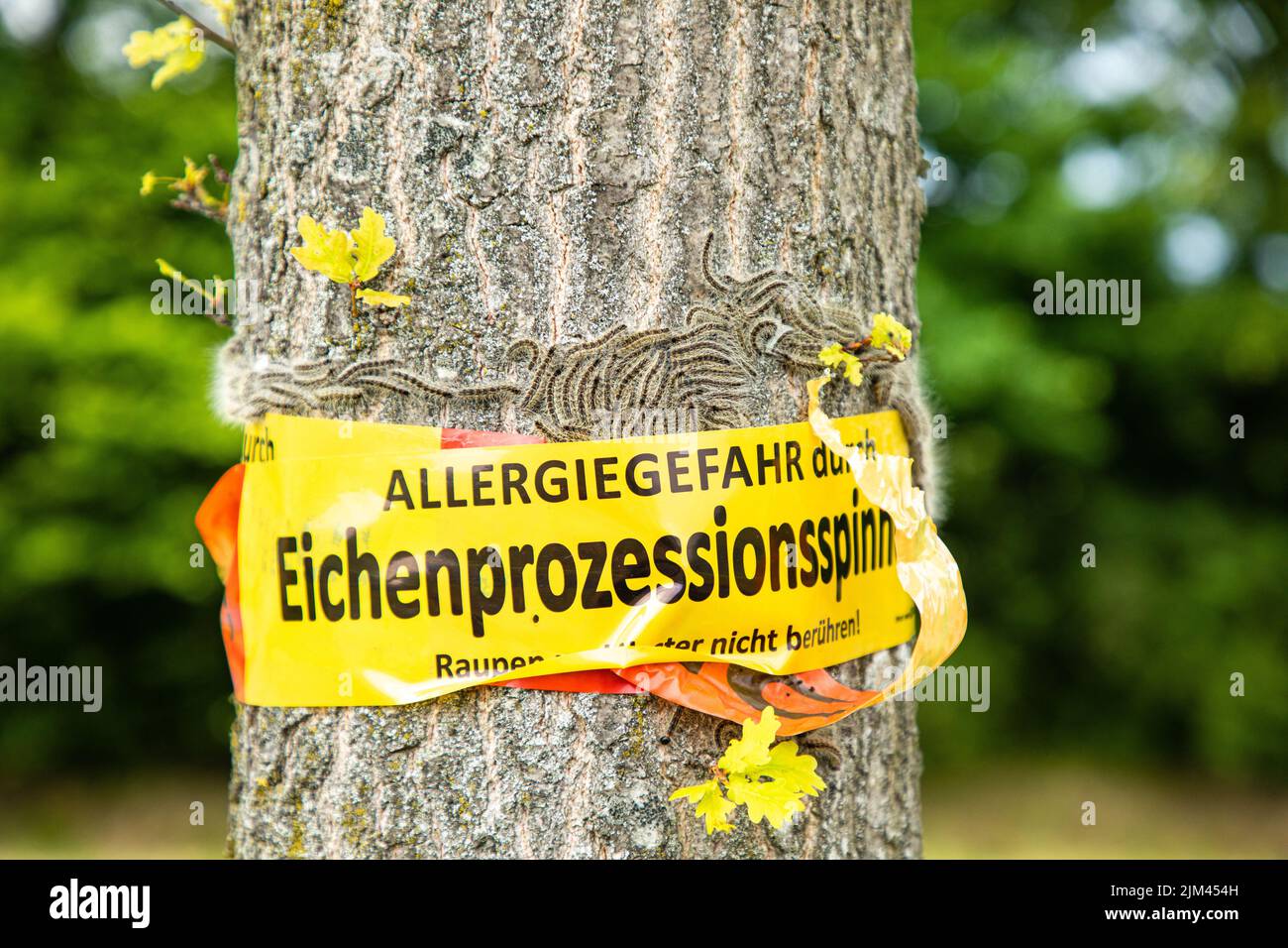 A tree with a german text saying "Do not touch the caterpillars and ...