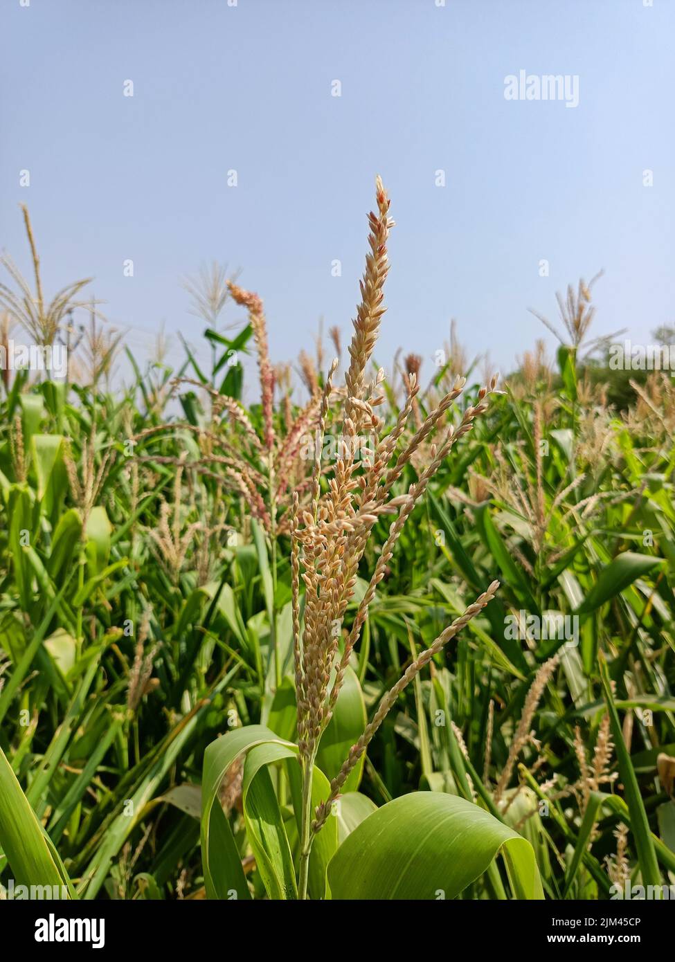 Intercropping corn hi-res stock photography and images - Alamy