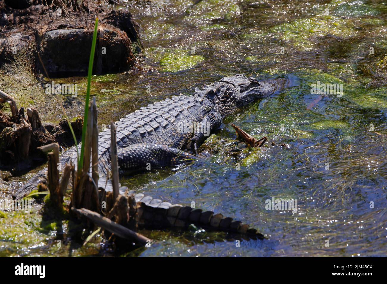 The American alligator in the river. Alligator mississippiensis Stock ...