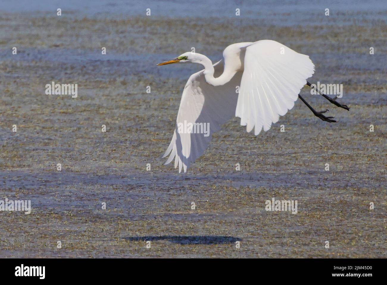 A closeup of the great egret, Ardea alba flying above the water surface ...