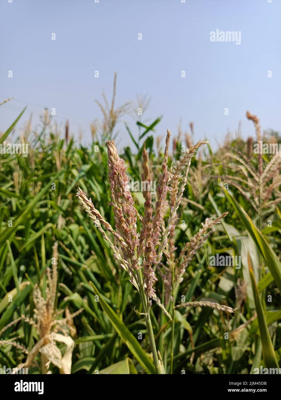 Intercropping corn hi-res stock photography and images - Alamy