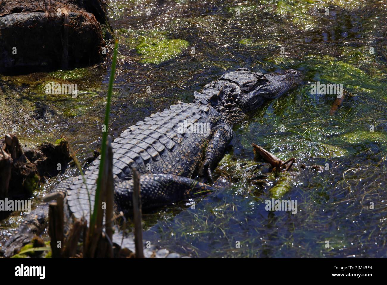 The American alligator in the river. Alligator mississippiensis Stock ...
