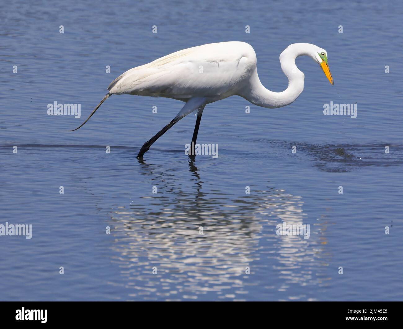 White crane water hi-res stock photography and images - Alamy