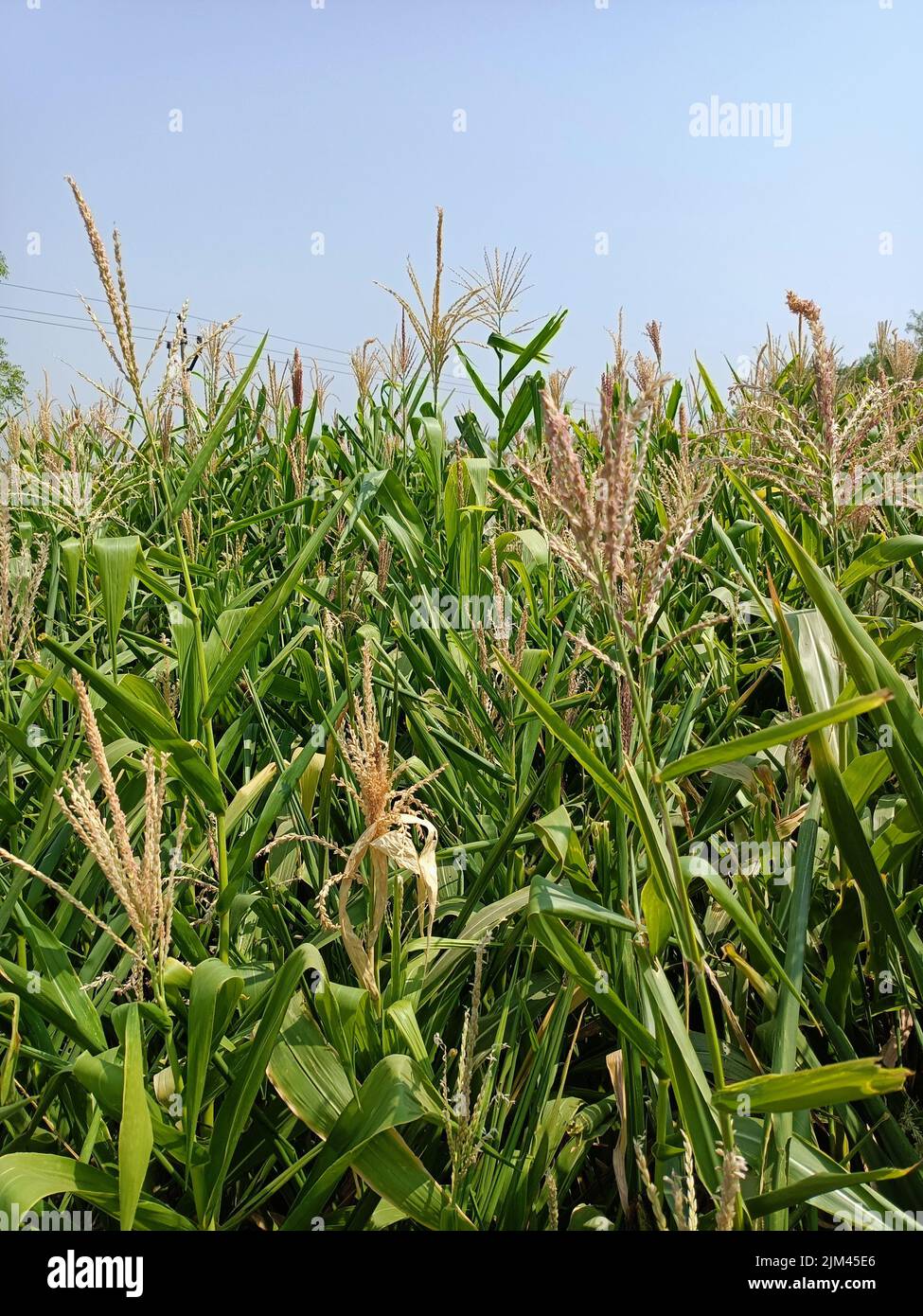 Intercropping corn hi-res stock photography and images - Alamy