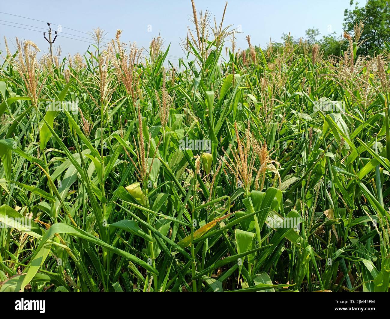 Intercropping corn hi-res stock photography and images - Alamy