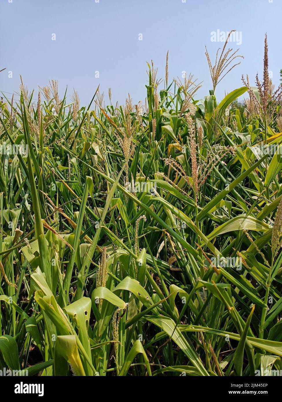 Intercropping corn hi-res stock photography and images - Alamy
