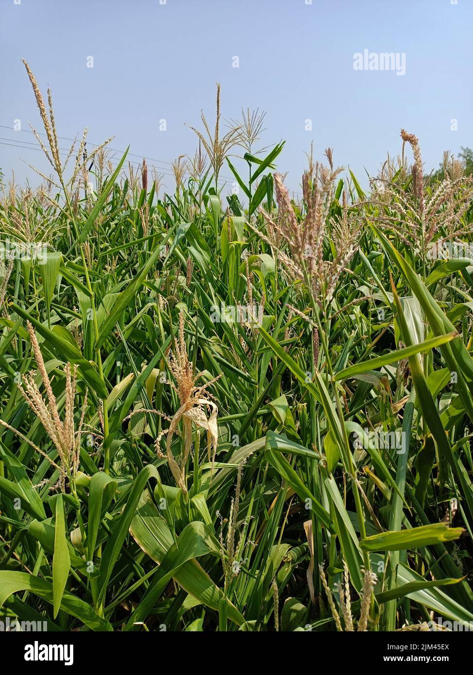 Intercropping corn hi-res stock photography and images - Alamy