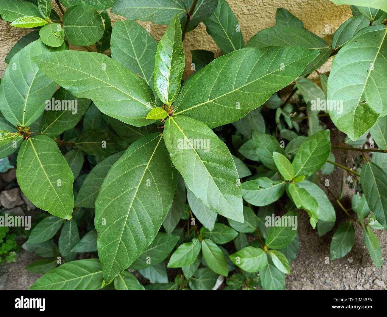 Red river fig hi-res stock photography and images - Alamy