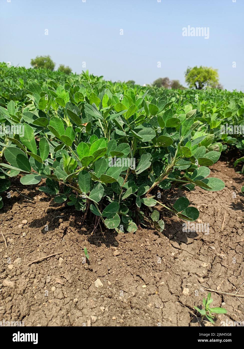 Peanut plant seedlings hi-res stock photography and images - Alamy