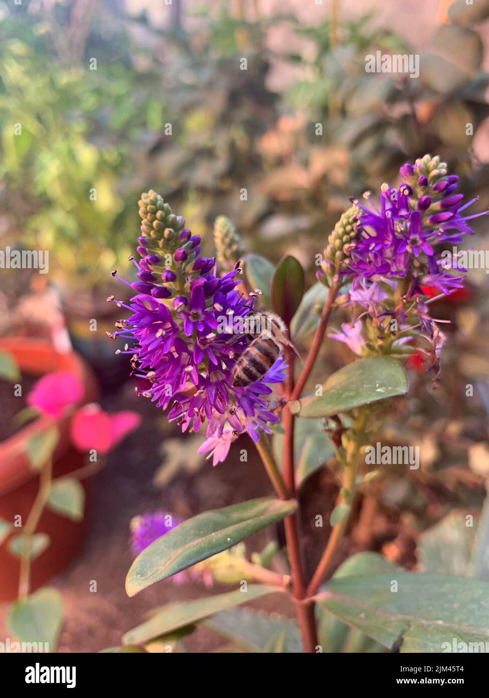 A vertical shot of a bee perched on Hebe flowers on a blurred background Stock Photo - Alamy