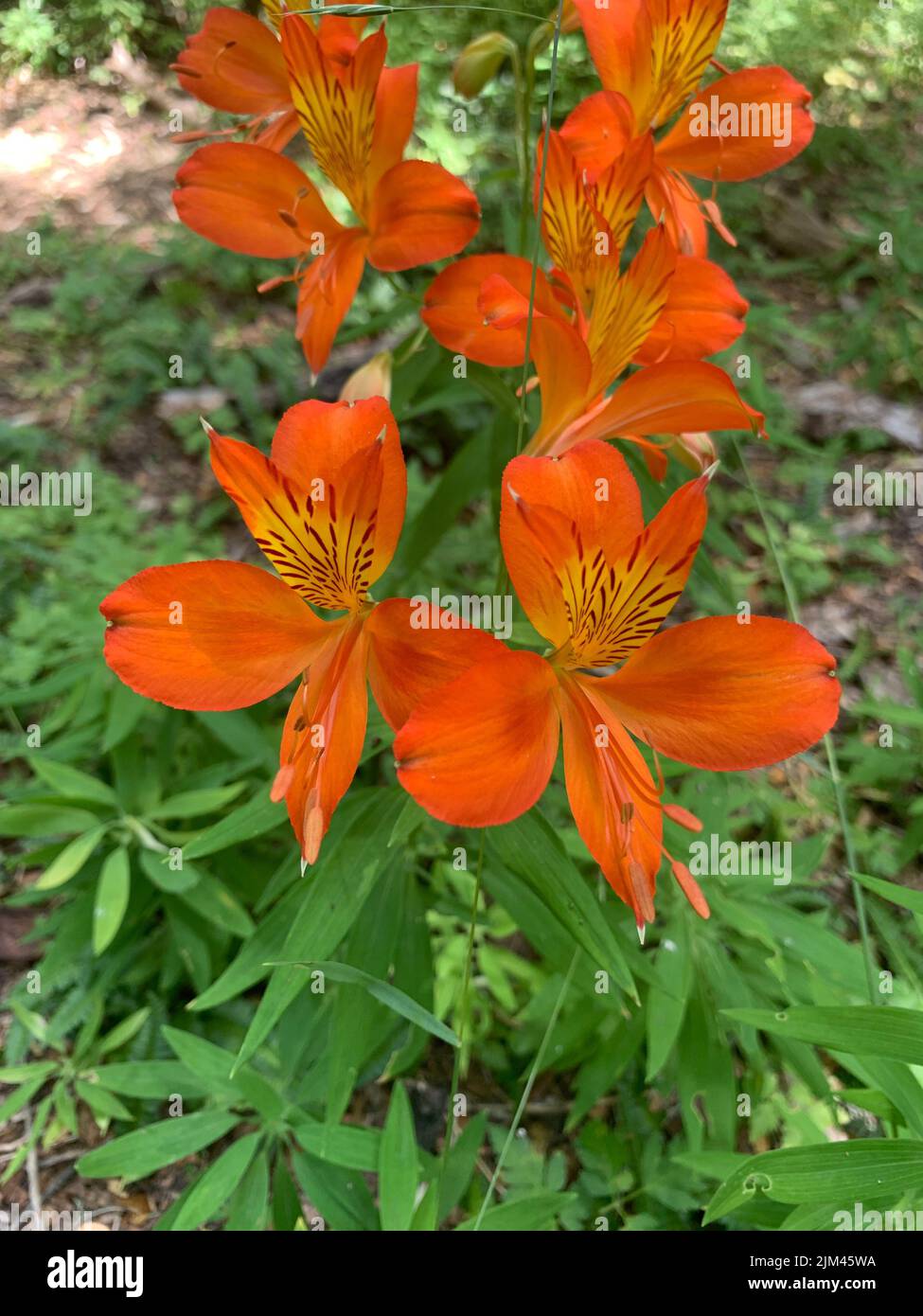 A vertical shot of orange Lily of the Incas flowers in a garden in a ...
