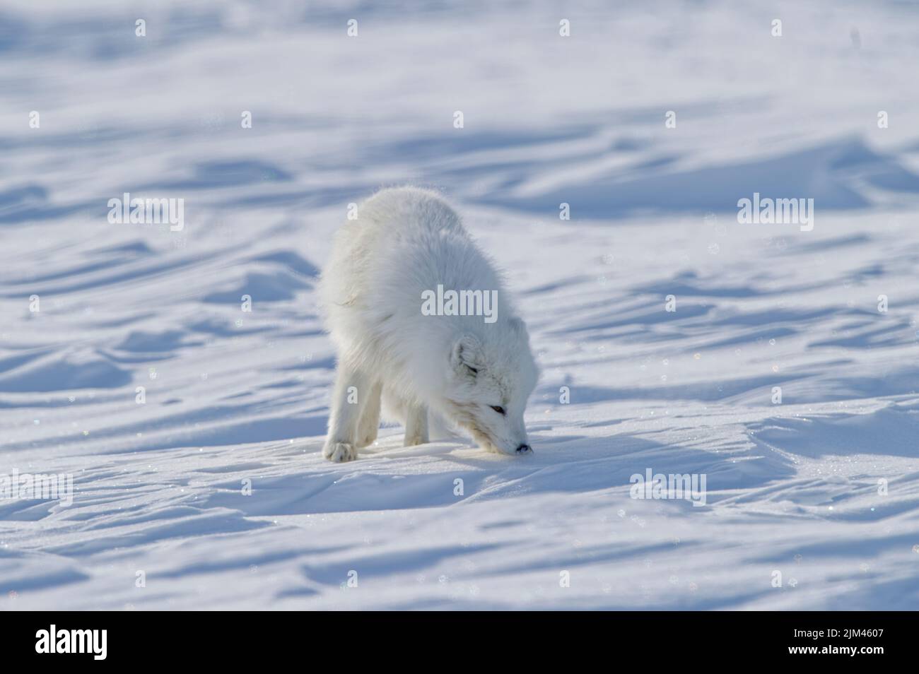 Arctic foxes alaska hi-res stock photography and images - Alamy
