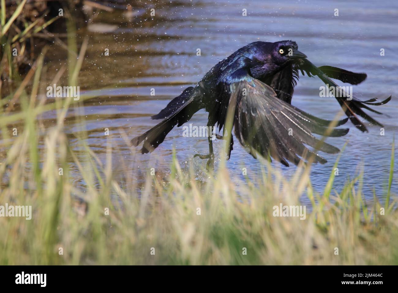 A black crow bathing in the wetlands Stock Photo - Alamy