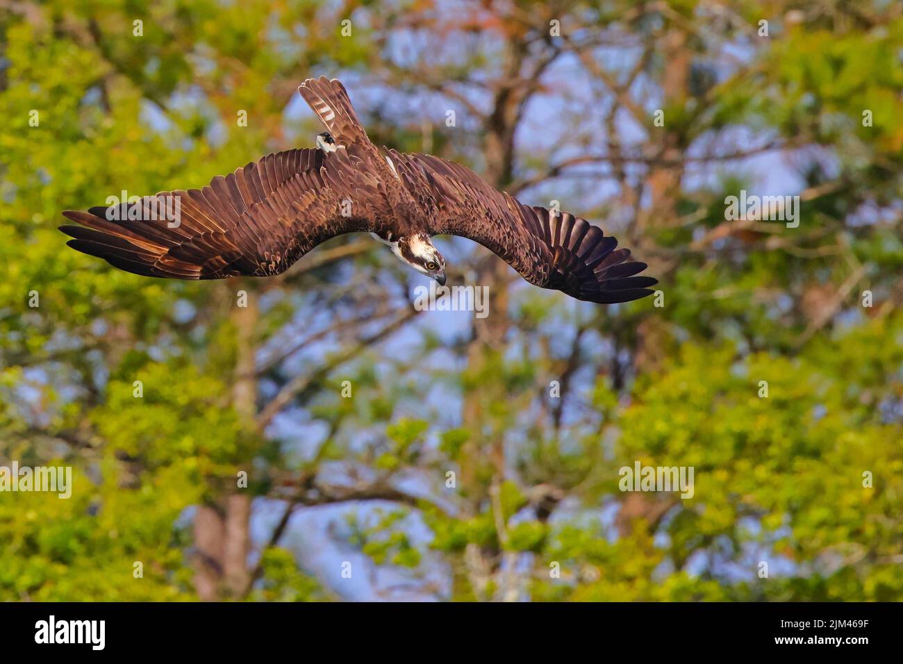 Hawk flying above trees hi-res stock photography and images - Alamy