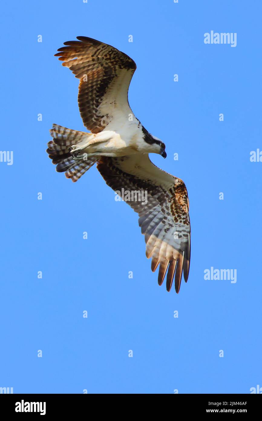 A vertical shot of an eagle flying in the blue sky Stock Photo - Alamy
