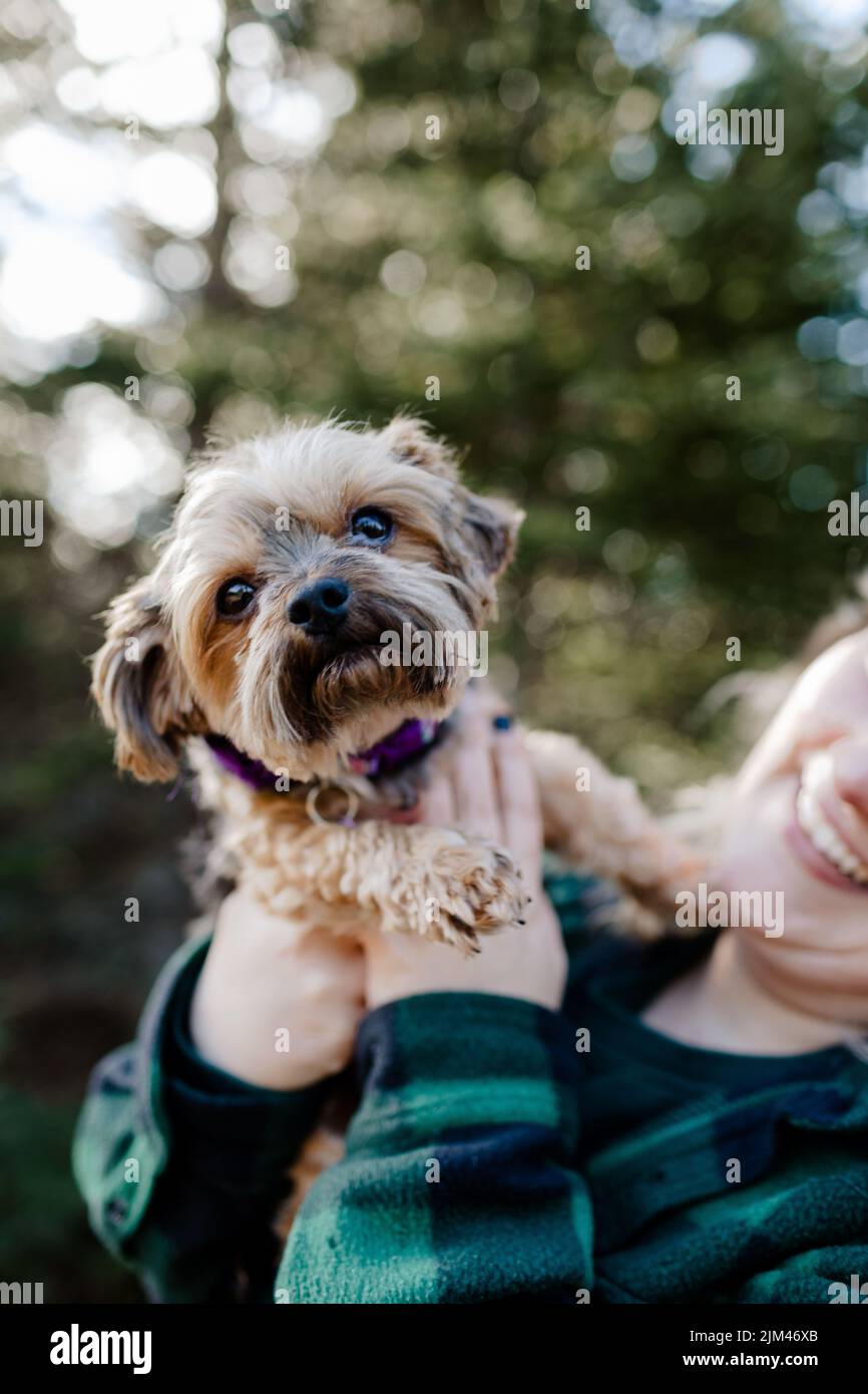 Woman holding yorkshire terrier hi-res stock photography and images - Alamy