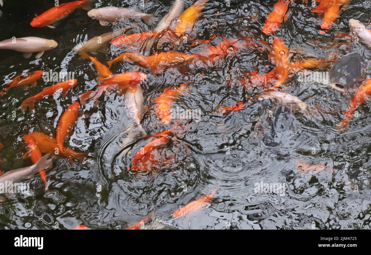 Koi Karp in a pond, busy during feeding time, many fish Stock Photo - Alamy