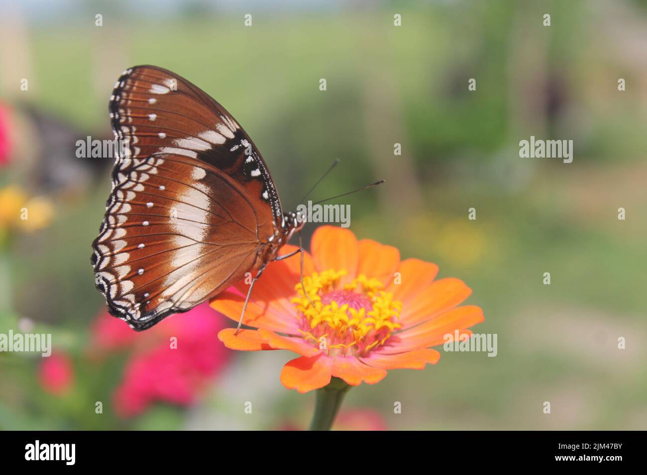 Blue moon butterfly in new zealand hi-res stock photography and images ...