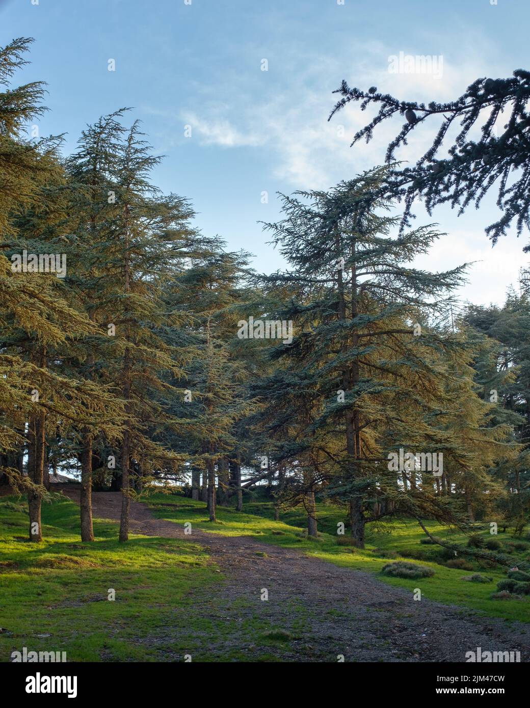 A mesmerizing view of the Chrea National Park in Blida, Algeria Stock ...