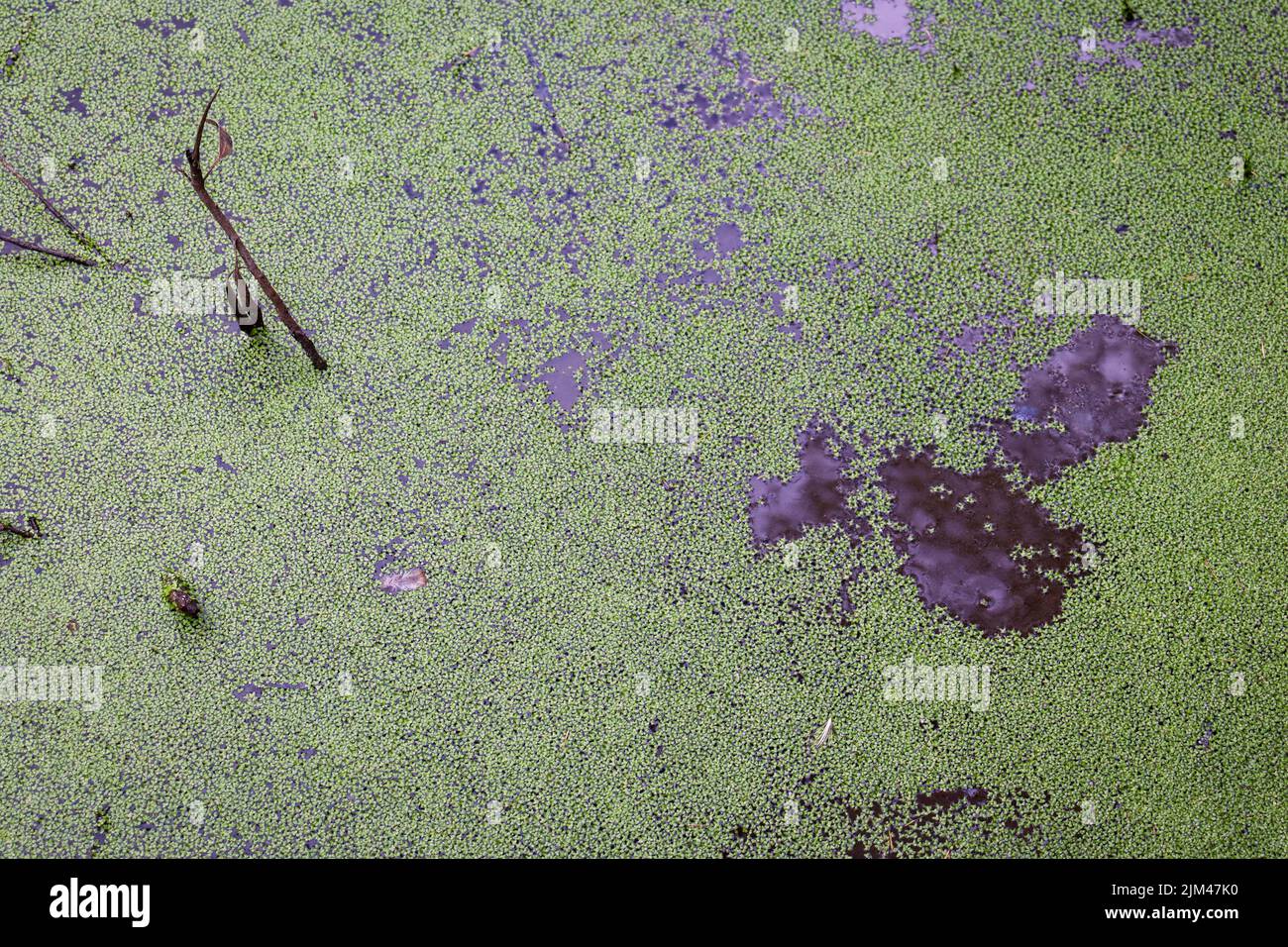 Marsh wetlands swamp green algae hi-res stock photography and images ...