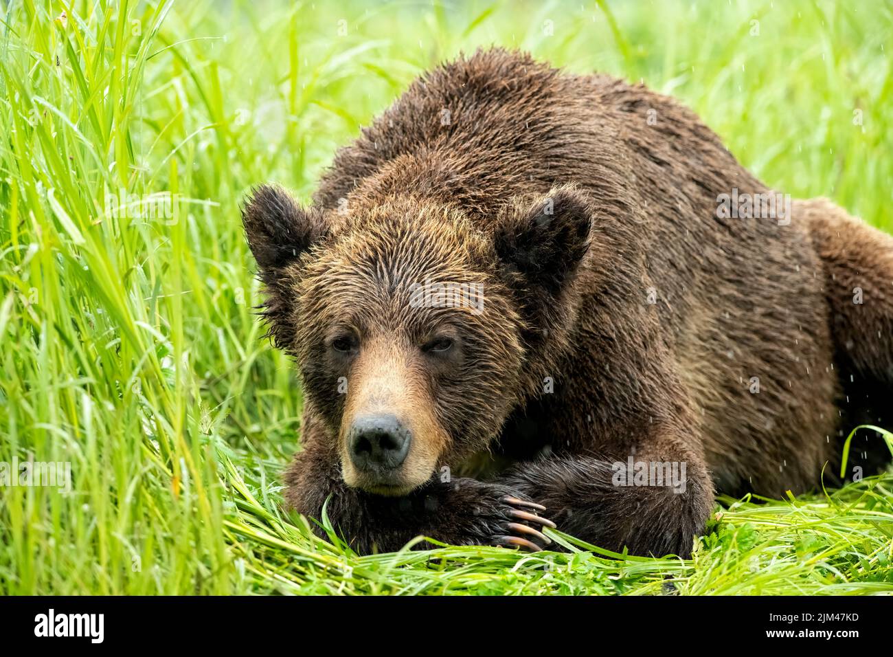A grizzly bear resting under the rain at the Khutzeymateen Grizzly Bear ...