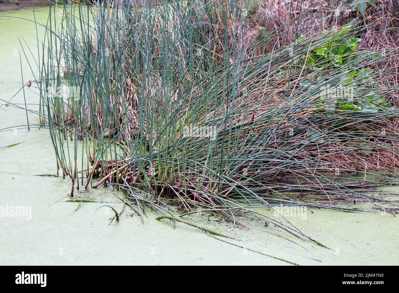 wetlands with algae and reeds in water Stock Photo - Alamy