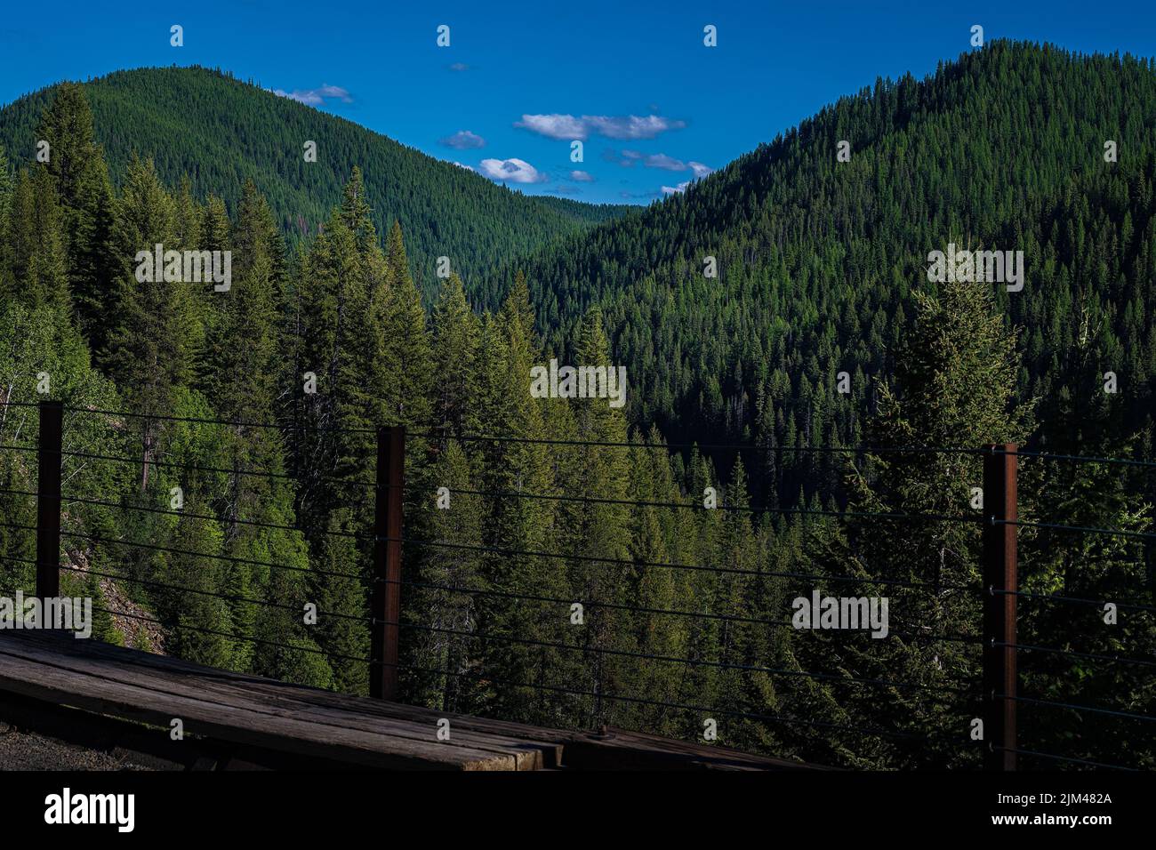 Evergreen Trees Boise