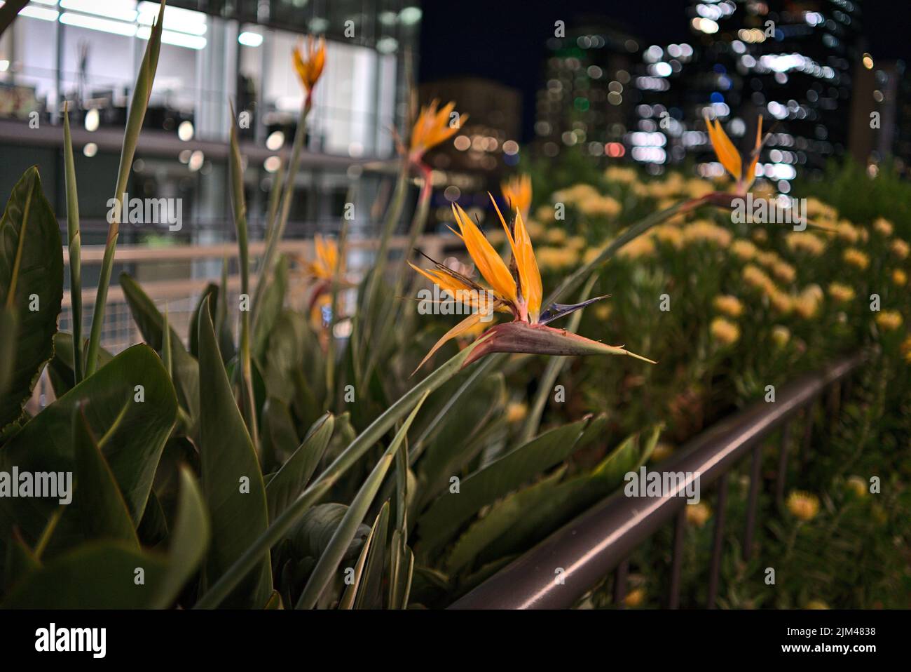 The Strelitzia reginae, commonly known as the crane flower, bird of ...