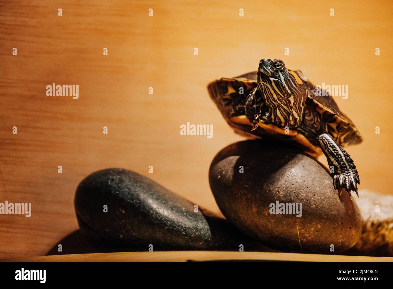 Turtle inside hi-res stock photography and images - Alamy