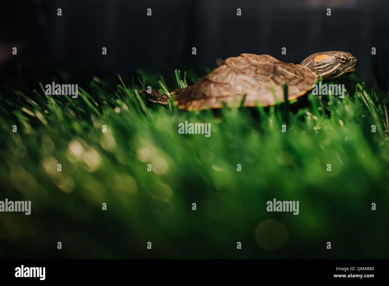 A closeup of a turtle inside an aquarium Stock Photo - Alamy