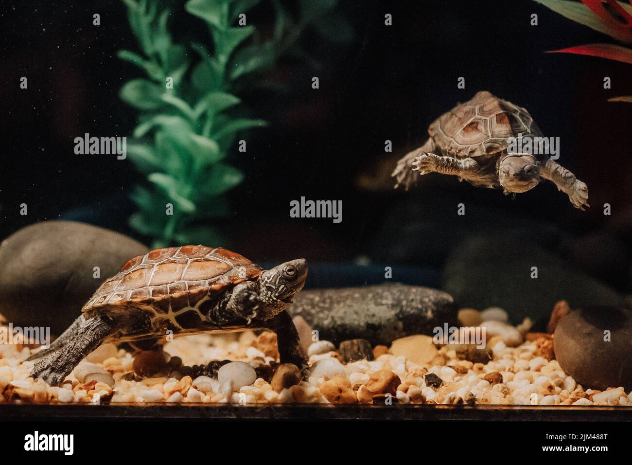 A closeup of turtles inside an aquarium Stock Photo - Alamy