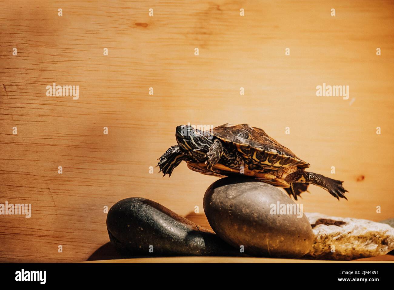 Turtle inside hi-res stock photography and images - Alamy