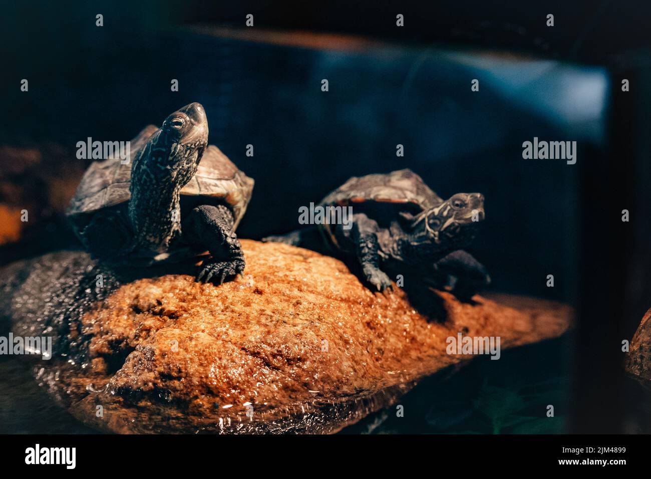 A closeup of turtles inside an aquarium Stock Photo - Alamy