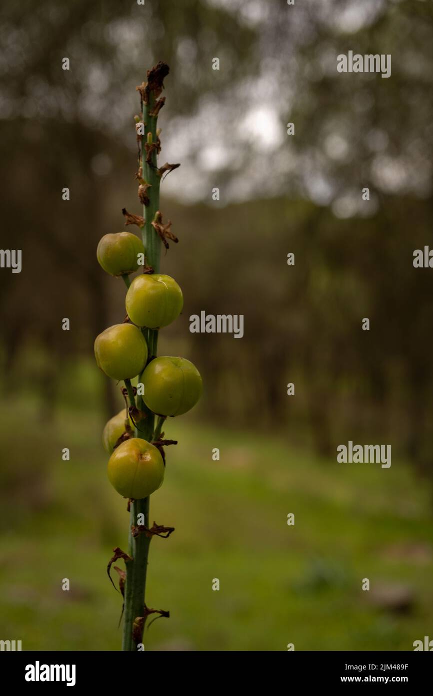 small berries of a wild shrub in the foreground with out-of-focus ...