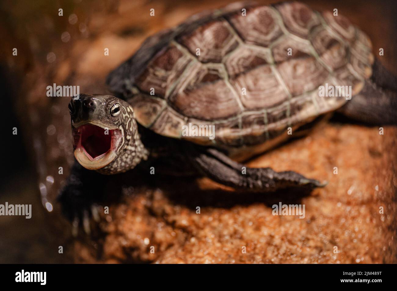 Turtle inside hi-res stock photography and images - Alamy