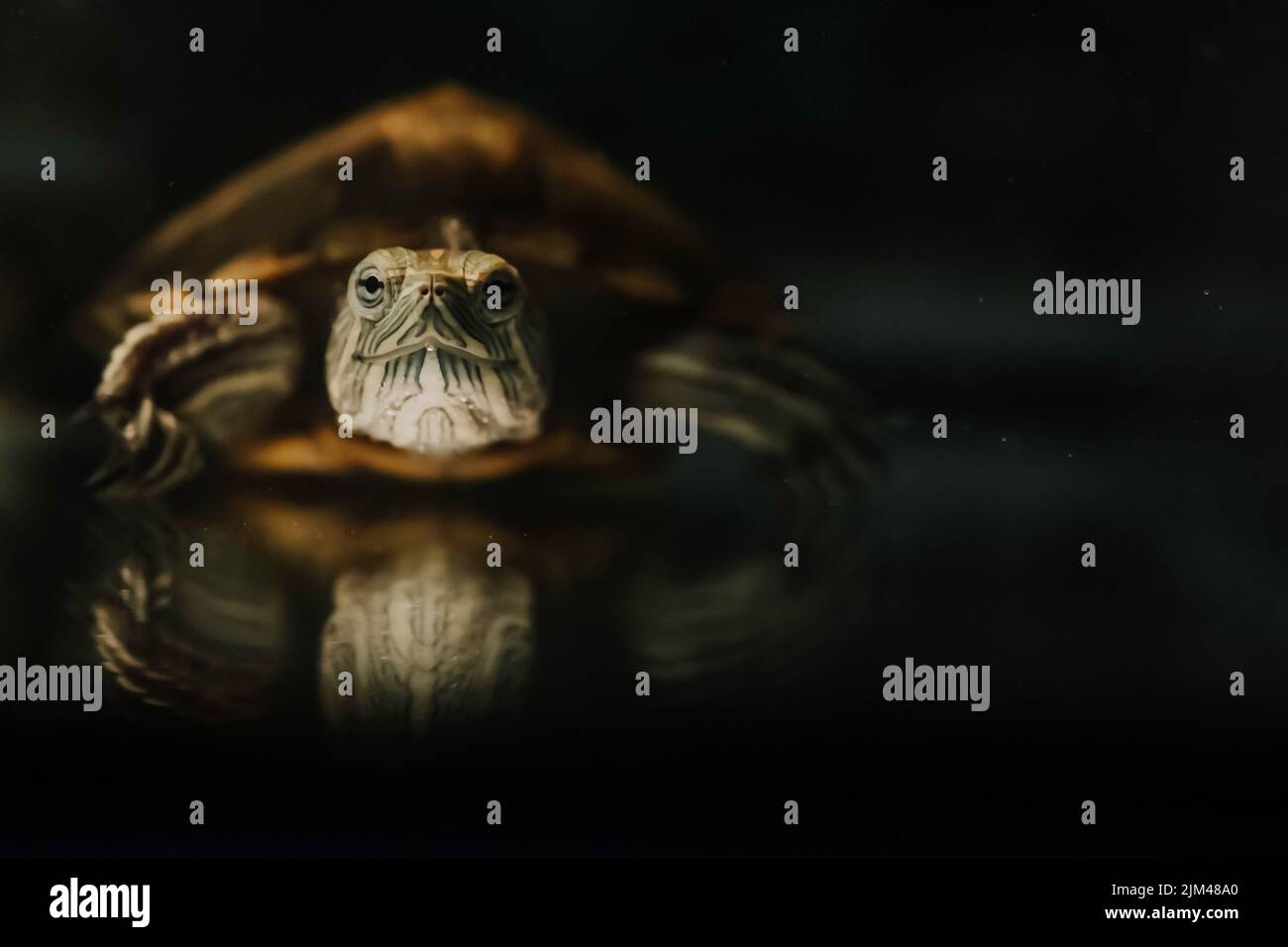 A closeup of a turtle inside an aquarium Stock Photo - Alamy