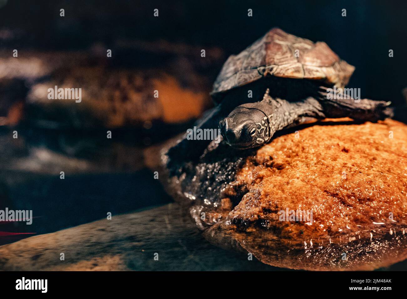 Turtle inside hi-res stock photography and images - Alamy