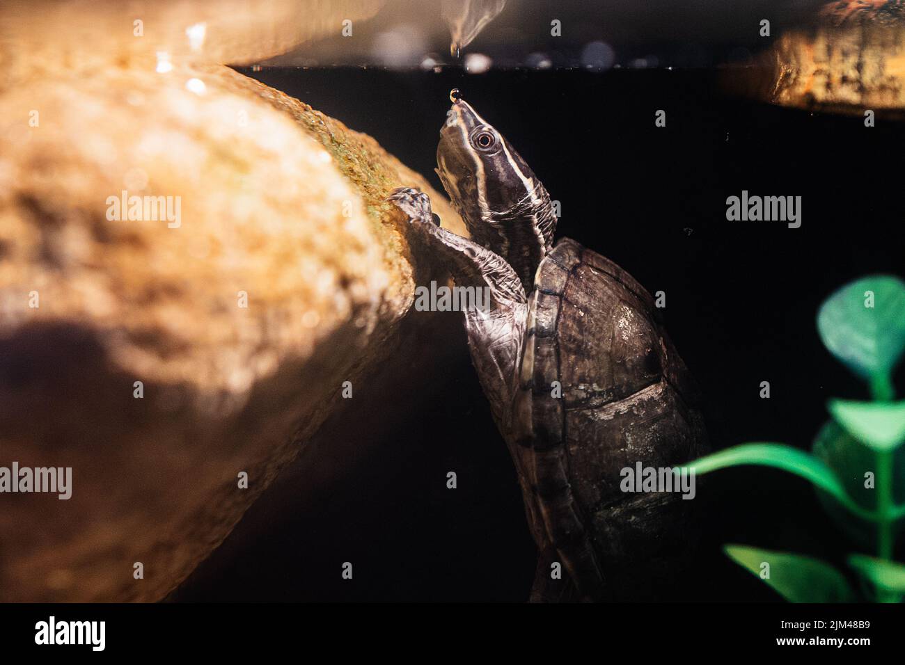 A closeup of a turtle inside an aquarium Stock Photo - Alamy