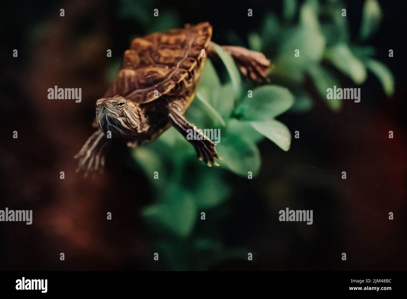 A closeup of a turtle inside an aquarium Stock Photo - Alamy