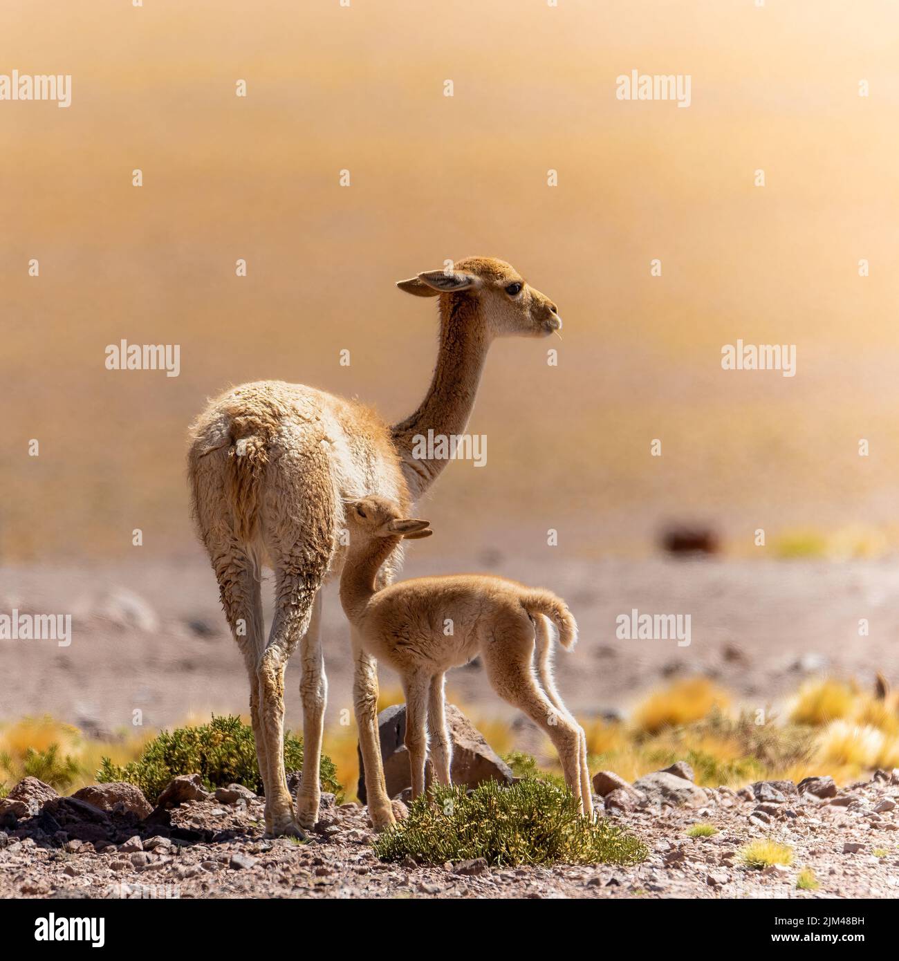 Vicuna baby hi-res stock photography and images - Alamy